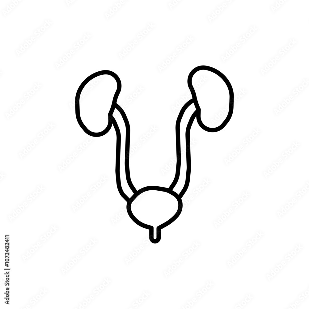 Urinary system icon black and white vector outline sign Stock Vector ...