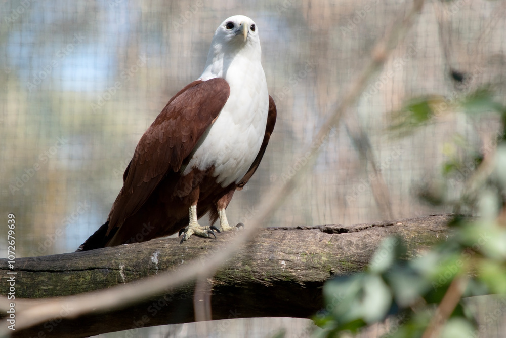 The brahminy kite is distinctive and contrastingly coloured, with ...