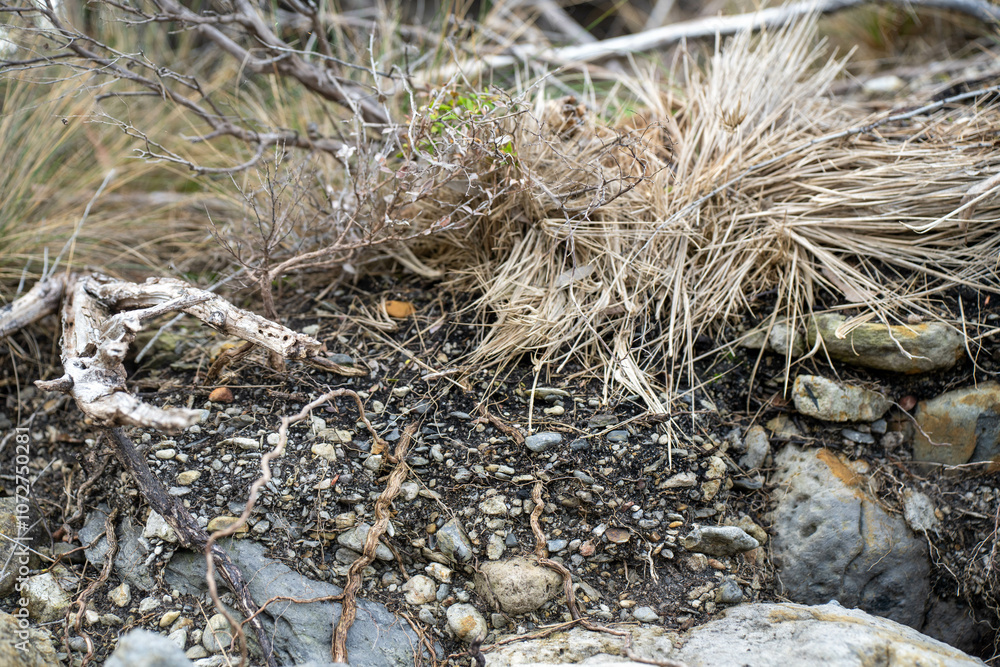 soil profile of land with soil layers of dirt, roots, organic matter ...