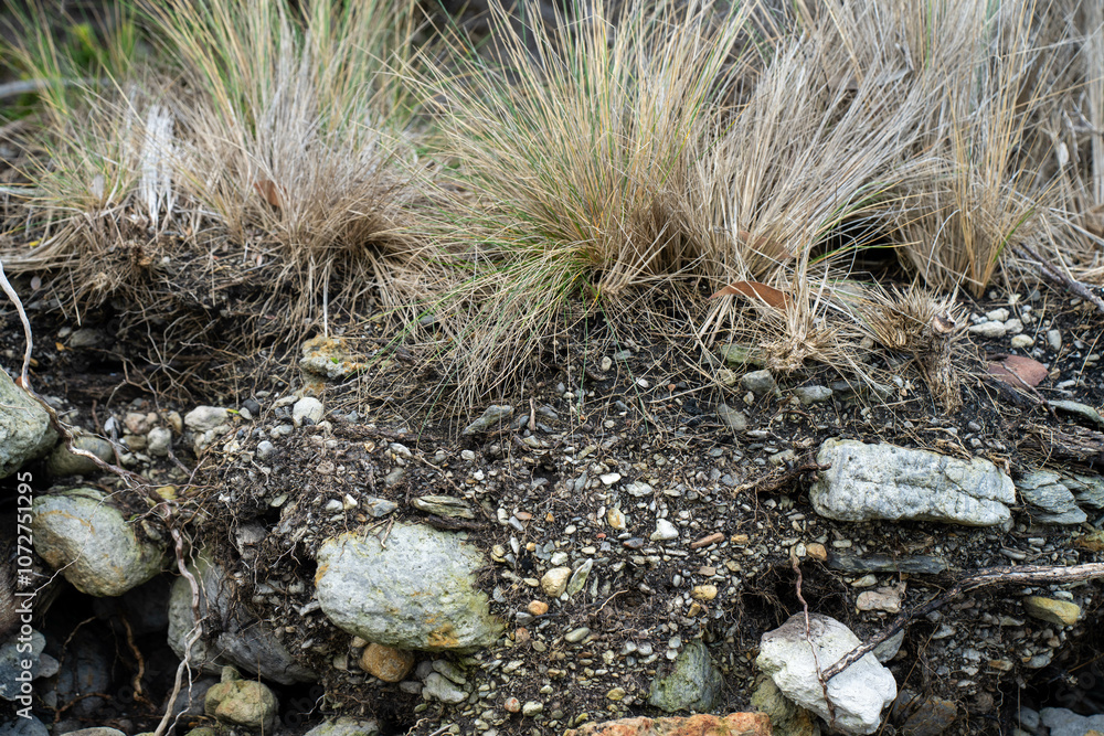 soil profile of land with soil layers of dirt, roots, organic matter ...