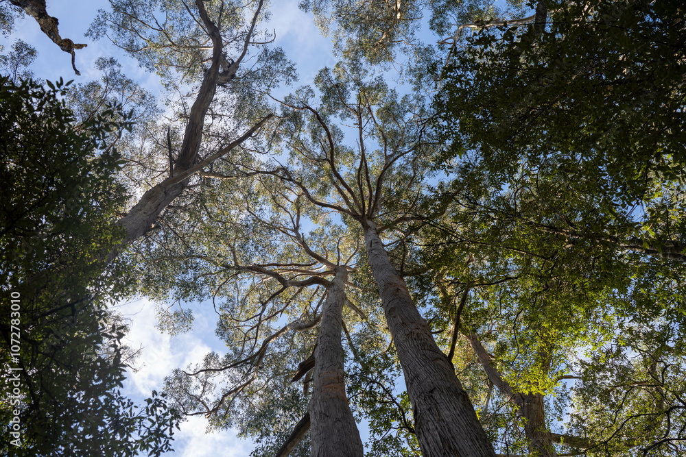 beautiful gum Trees and shrubs in the Australian bush forest. Gumtrees ...