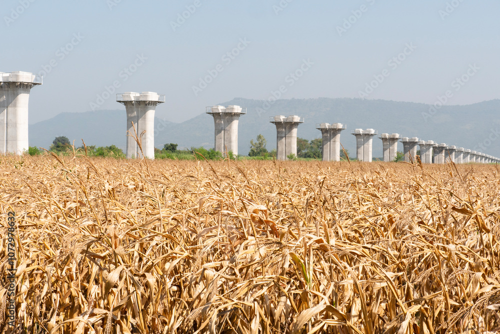 Corn field ready for harvest against the background of the high-speed ...