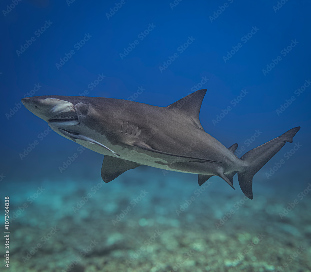 Bull shark @ Yasawa Islands, Fiji: Dive into clear waters for a close ...