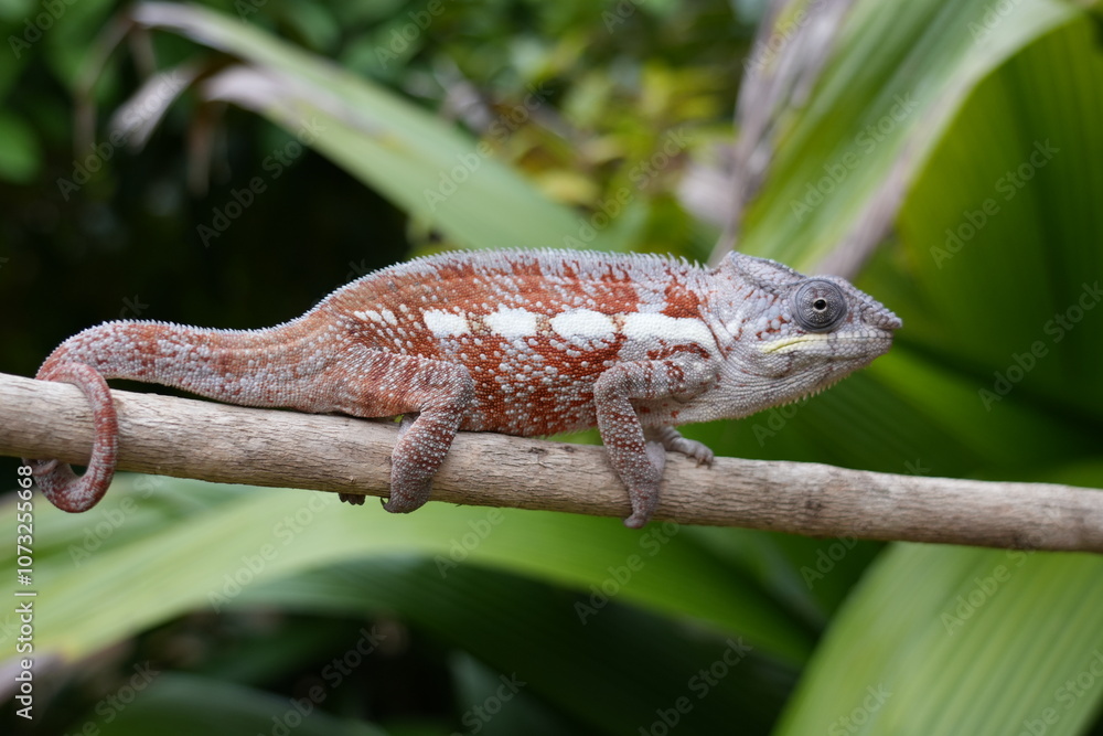 chameleons are gems of nature - here an endangered species of ...