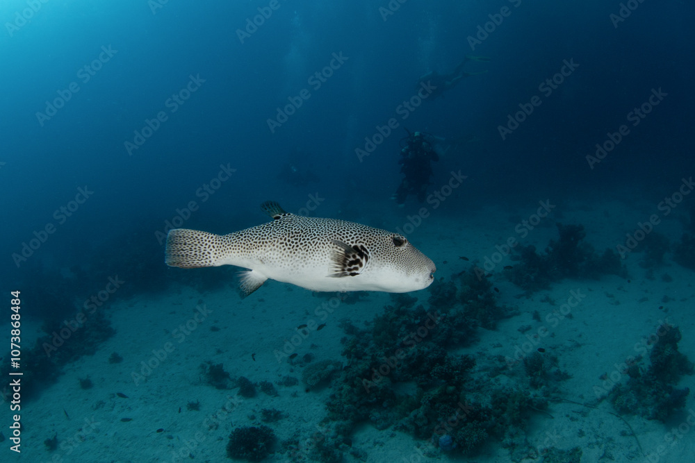 Stellatus on the bottom in Egypt. Stellate pufferfish between coral ...