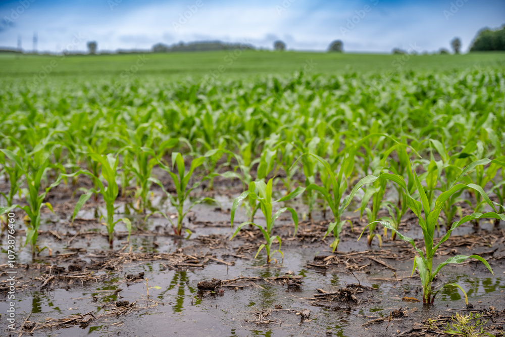 Foto de Stock Row crop corn field with puddles of standing water from ...