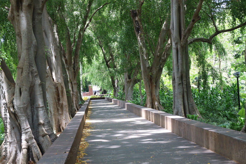 sun dappled wide paved foot path between lines of tall trees in ...