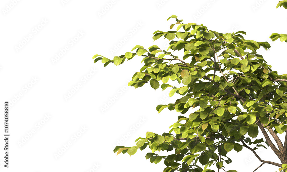 Foto de Stock tree branch PNG. green tree branch on transparent ...