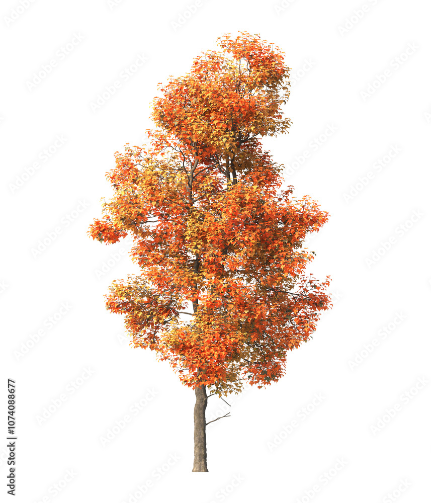 Autumn tree PNG. Autumn tree isolated on transparent background. single ...