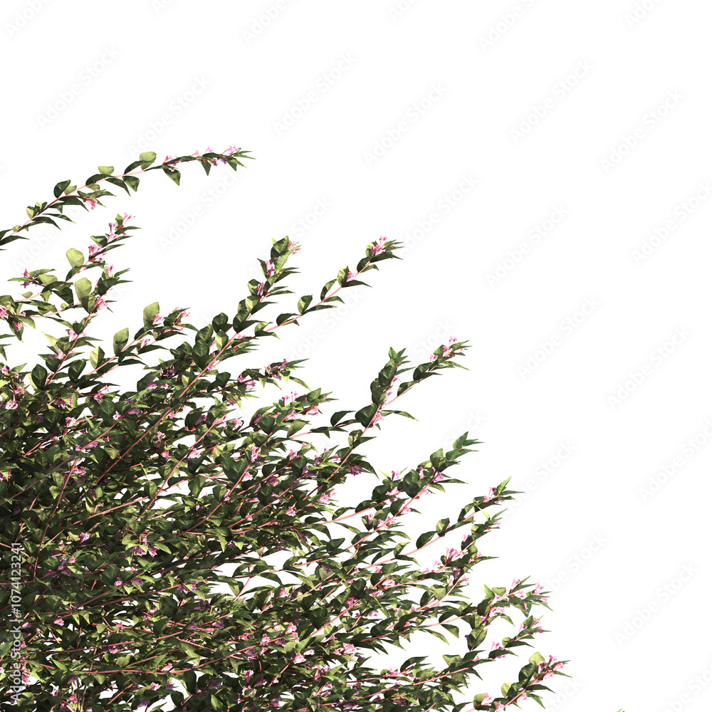 bush leaves isolated on transparent background. Single Tropical plant ...
