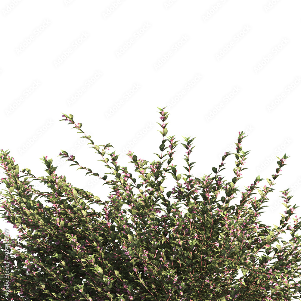bush leaves isolated on transparent background. Single Tropical plant ...