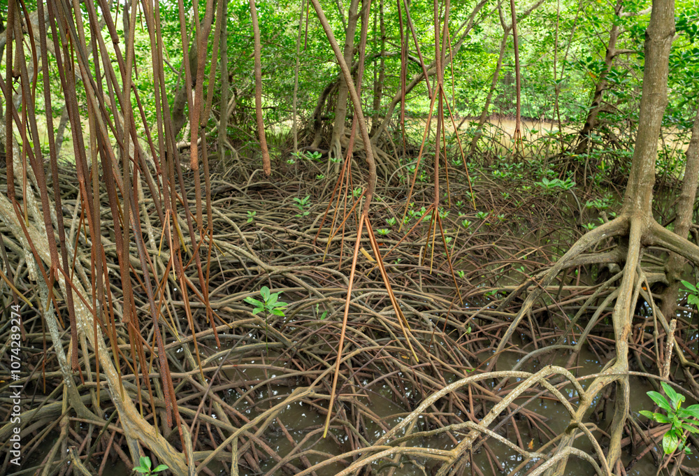 Root system of mangrove trees in coastal wetland forest. Natural carbon ...