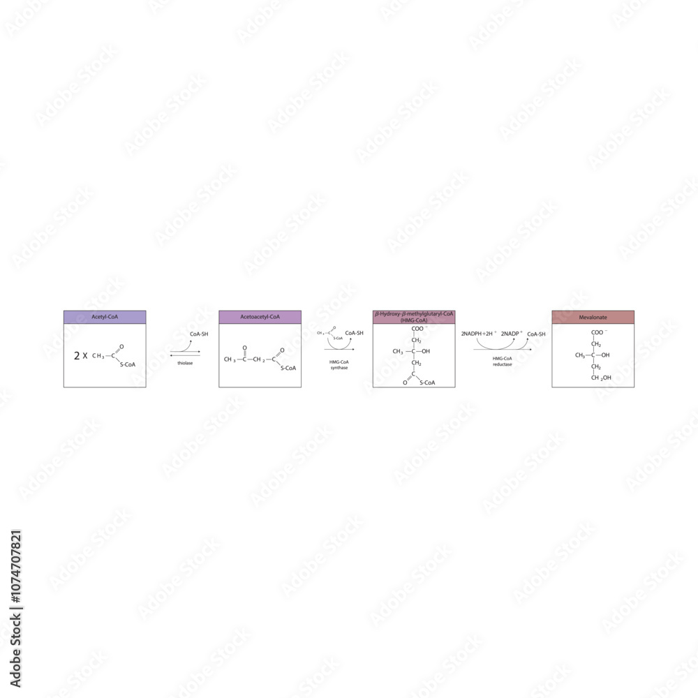 Diagram showing formation of mevalonate from acetyl-CoA via enzymatic ...