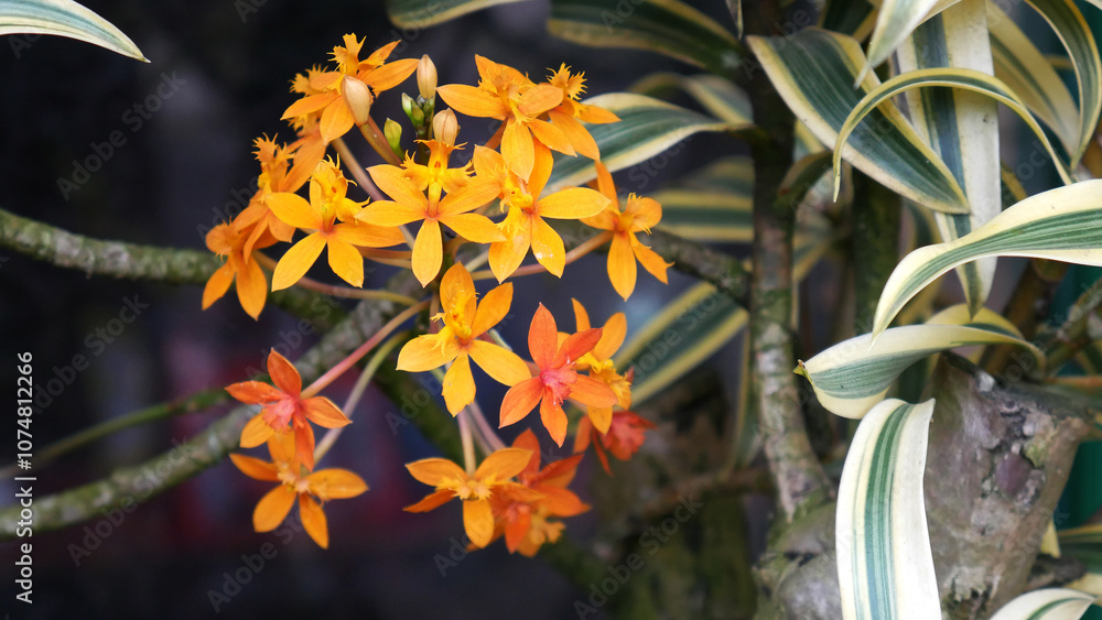 Close up Epidendrum radicans. This flower is one of the orchid species ...