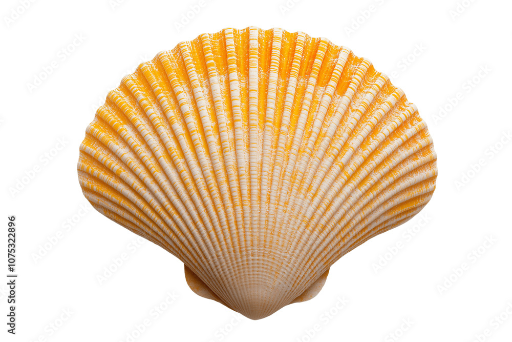 seashell isolated on transparent background. PNG. Stock Photo | Adobe Stock