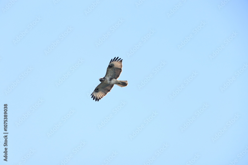 The eastern buzzard or Japanese buzzard (Buteo japonicus) is a medium ...