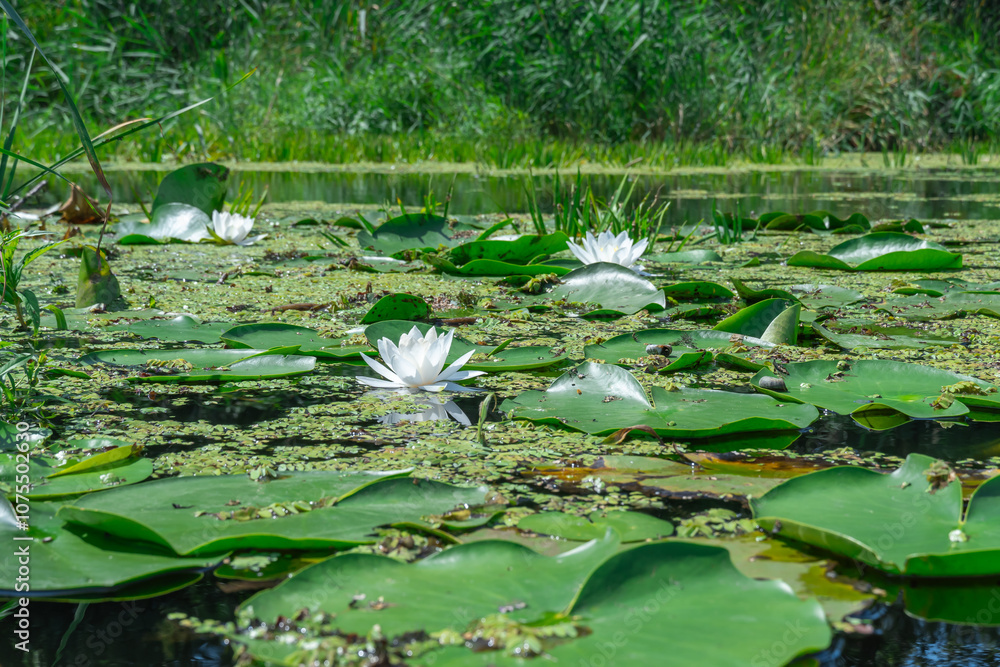 Group flowers lotus of white water lily grows and bloom in river ...
