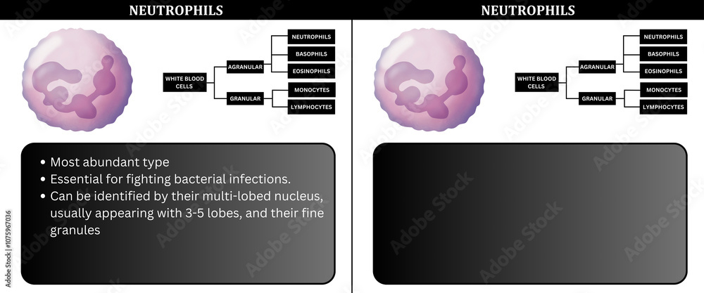 Neutrophils white blood cells wbc leukocytes science education ...