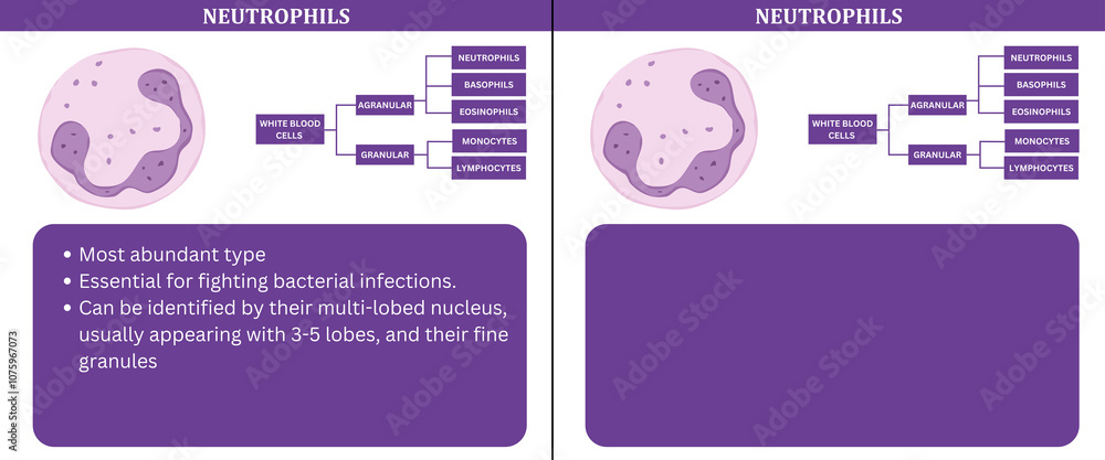 Neutrophils white blood cells wbc leukocytes science education ...