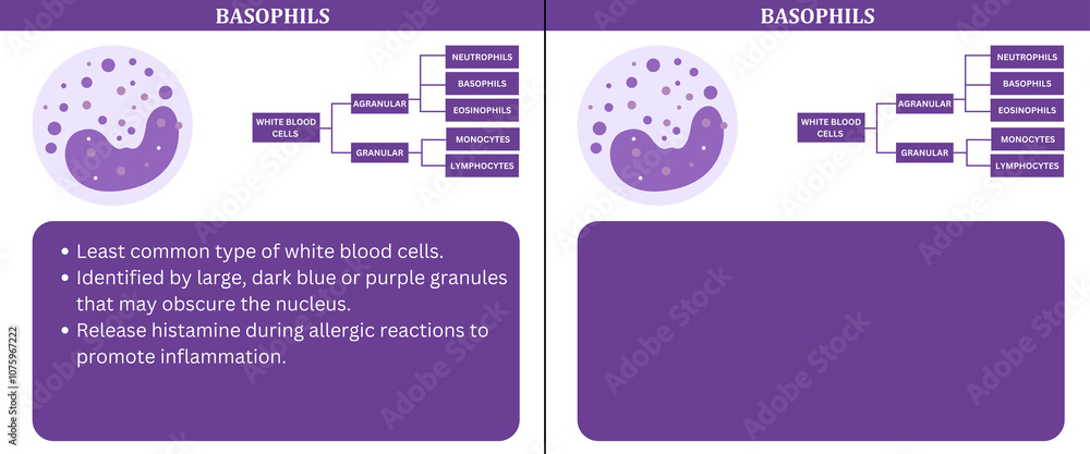 basophils white blood cells wbc leukocytes science education ...