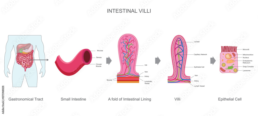 Intestinal villi are tiny, finger-like projections in the small ...