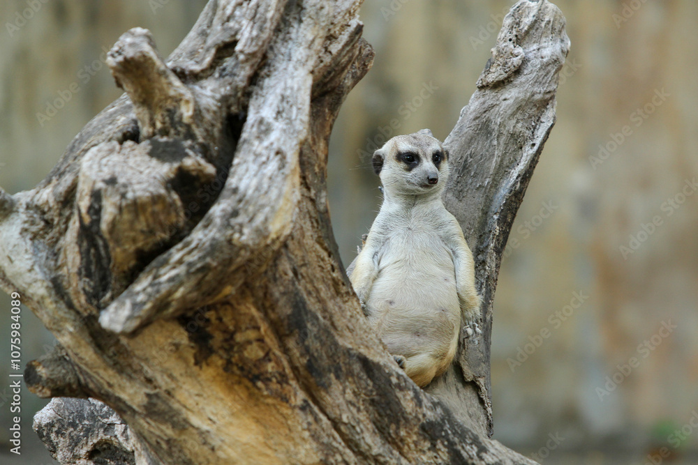 Meerkat family member (Suricata suricatta. Cute lazy Suricate - small ...