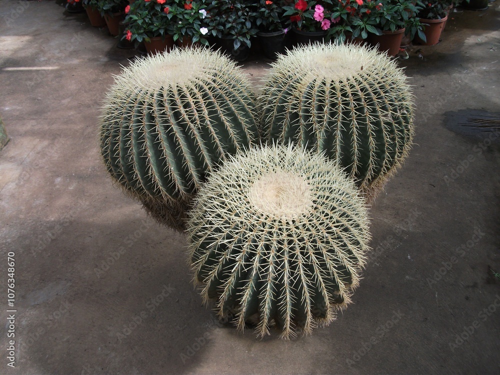 This image shows a cluster of three large, round barrel cacti, likely ...