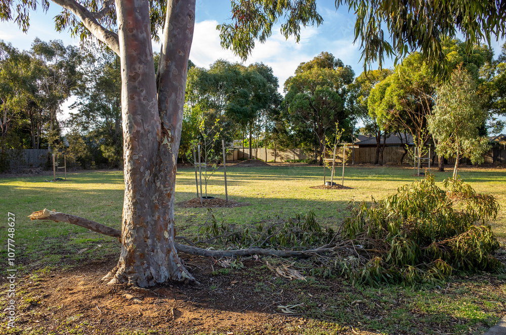 Public park safety hazard scene showing fallen eucalyptus tree branches ...