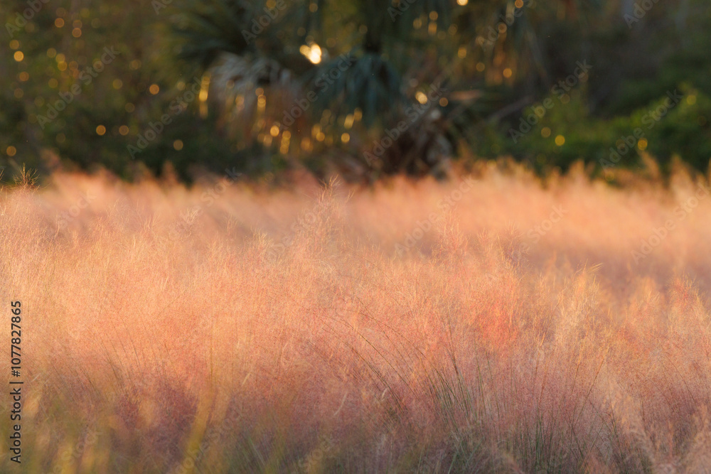 Muhly grass (Muhlenbergia capillaris) in the light of sunset at Perico ...