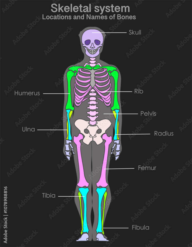 Skeletal system, bones locations, names. Head, arm, leg, shoulder, chest general colored ...