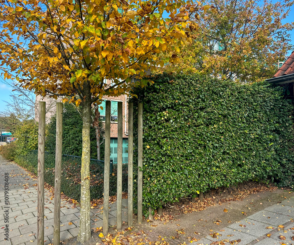 Natural garden design with intertwined hornbeam hedge and wooden posts ...