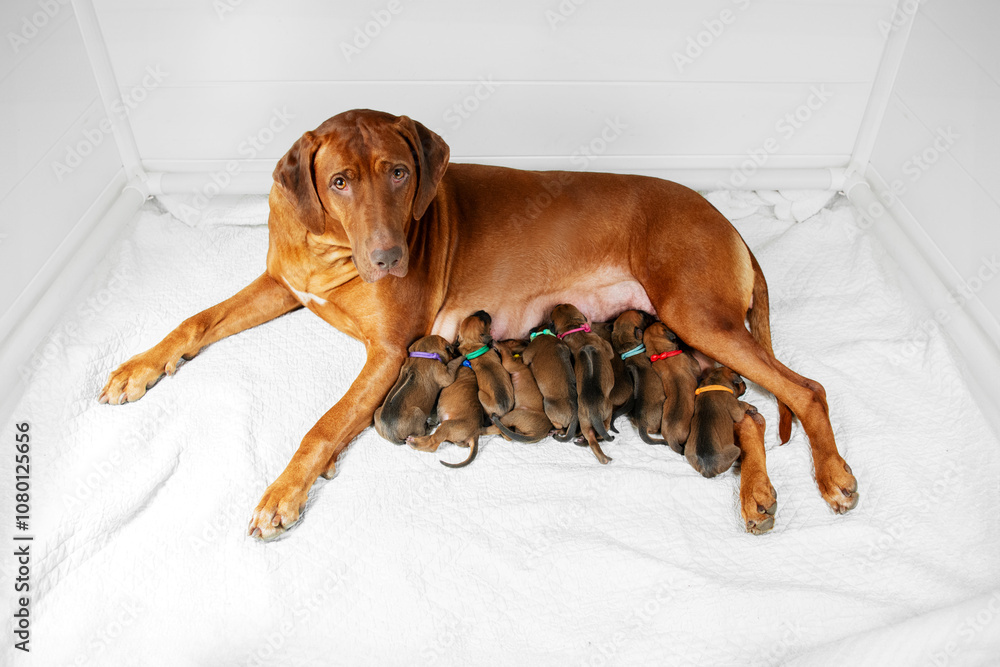 Beautiful liver nose rhodesian ridgeback mother laying on white blanket ...