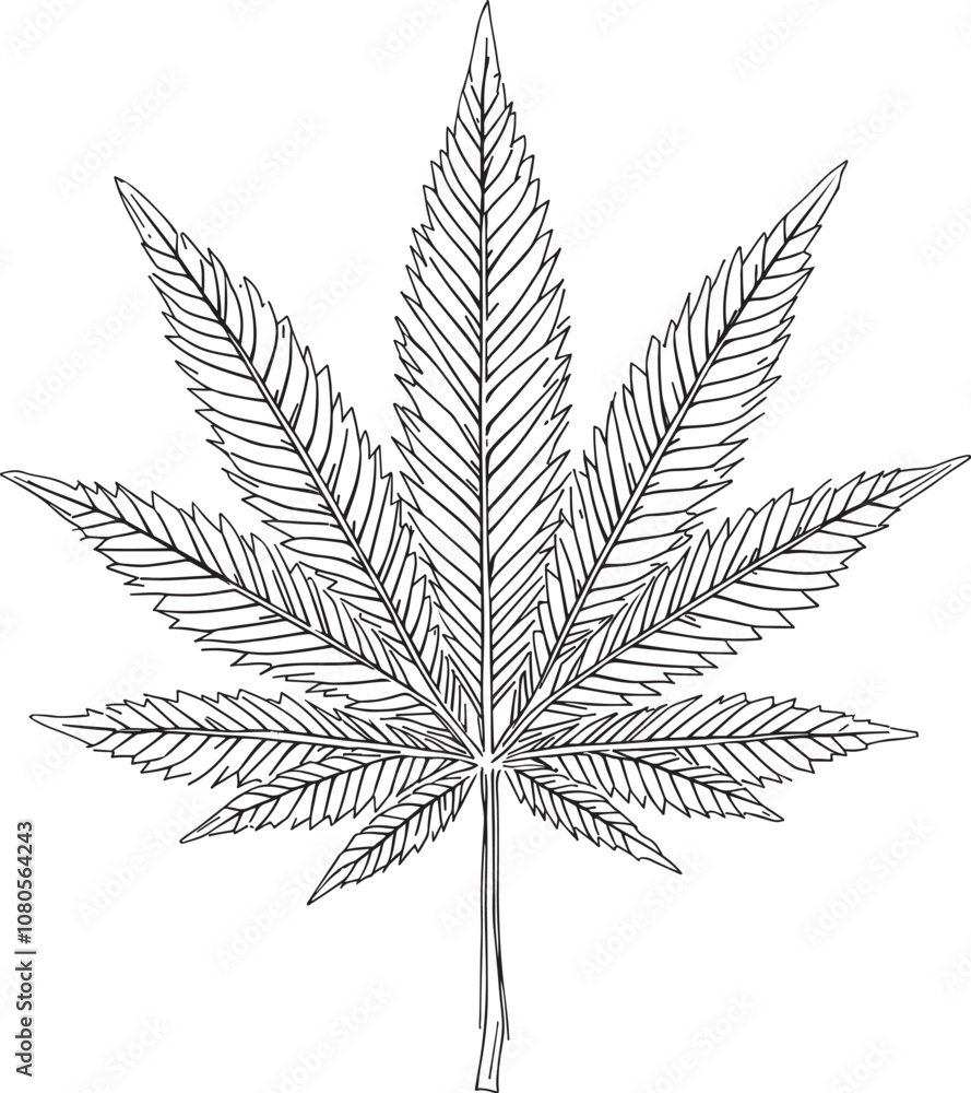 Cannabis Marijuana Plant, Linear Drawing Sketched Art Black and White ...