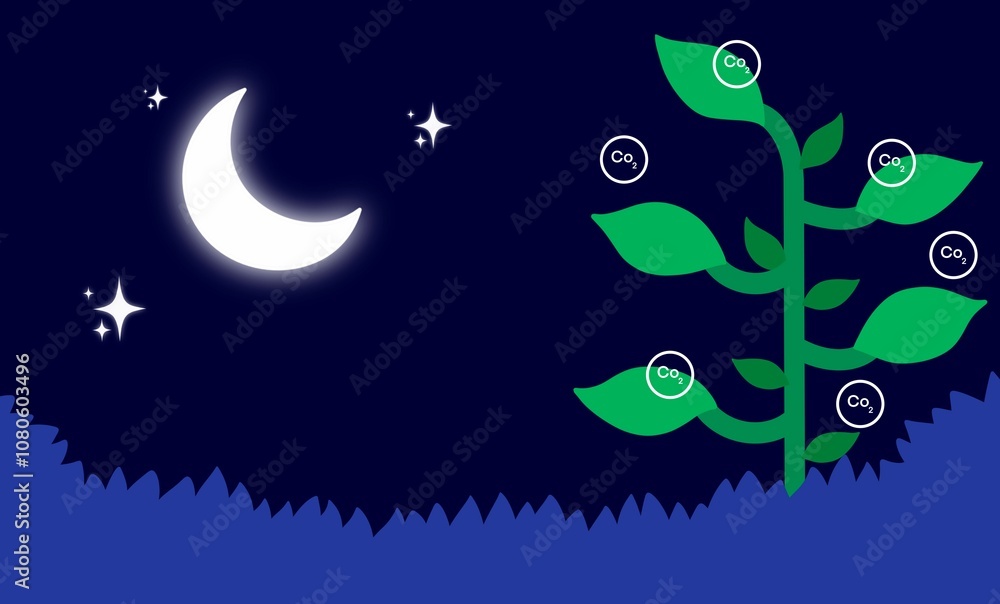Photosynthesis and cellular respiration comparison illustration ...