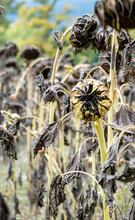 Photograph Of Wilted Sunflower Free Stock Photo - Public Domain Pictures