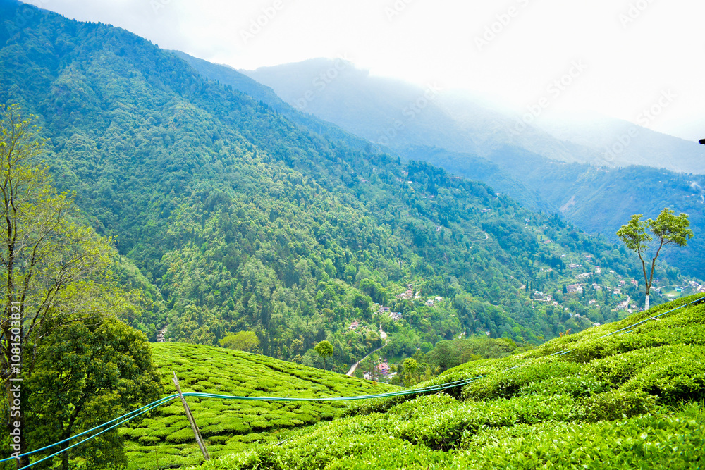 Scenic beauty of tea garden and Mountains in Darjeeling, West Bengal ...