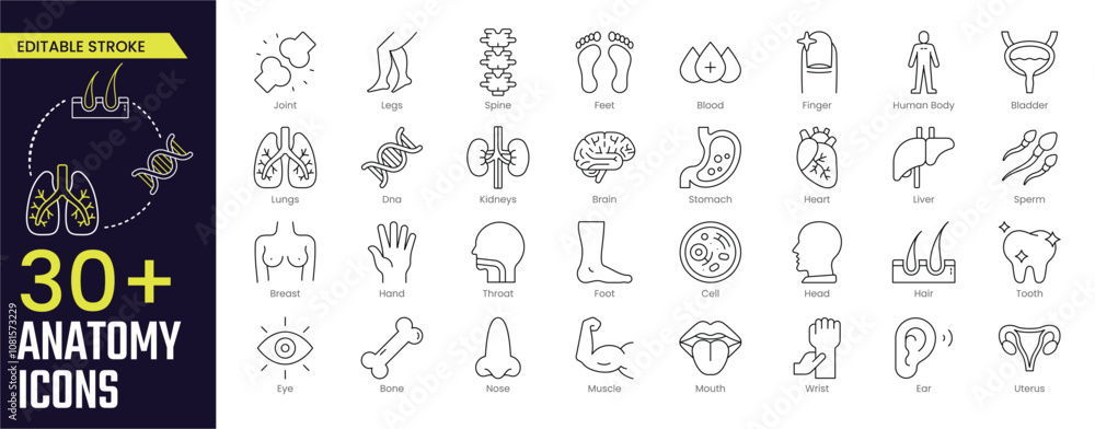 Anatomy Stroke icon collections. Containing hair, finger, human body ...