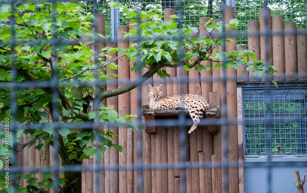 View through bars. Serval sleeps in enclosure. Predatory mammal of cat ...