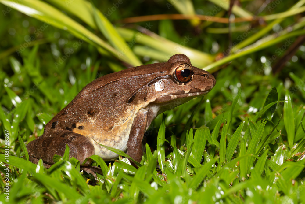 Savages thin-toed frog - Leptodactylus savagei, Refugio de Vida ...