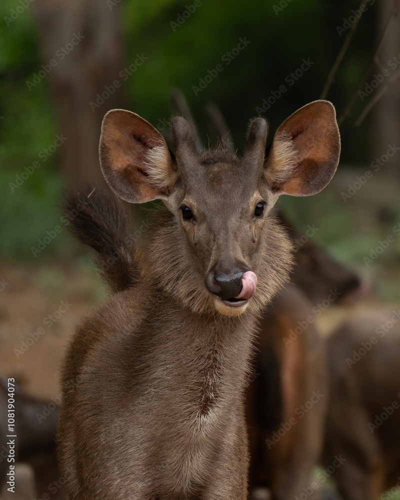 Sambar deer (Rusa unicolor) native to the India,south china,Southeast ...