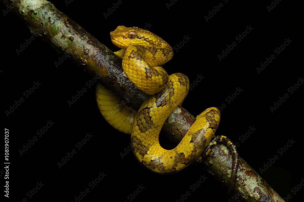 Craspedocephalus malabaricus, commonly known as Malabar pit viper ...