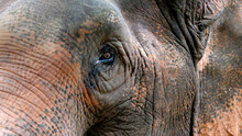 Asian Elephant Close-up Free Stock Photo - Public Domain Pictures