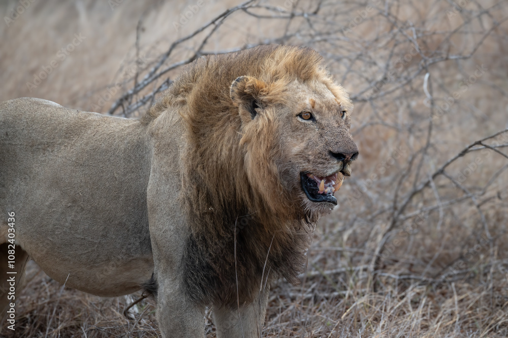 Black maned African lion standing proud panting in the oppressive heat ...