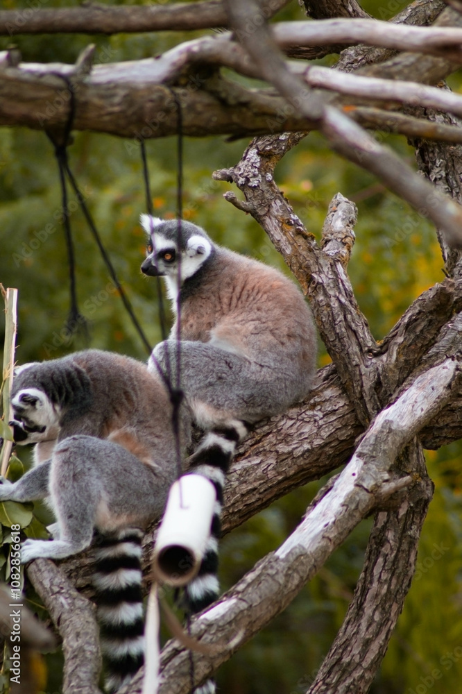Two ring-tailed lemurs sit on a thick tree branch, one foraging for ...