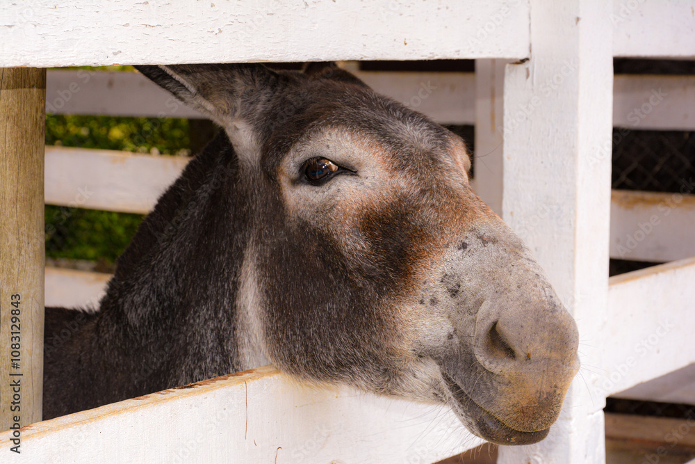 A mule (Equus asinus × Equus caballus) standing calmly in a rustic ...