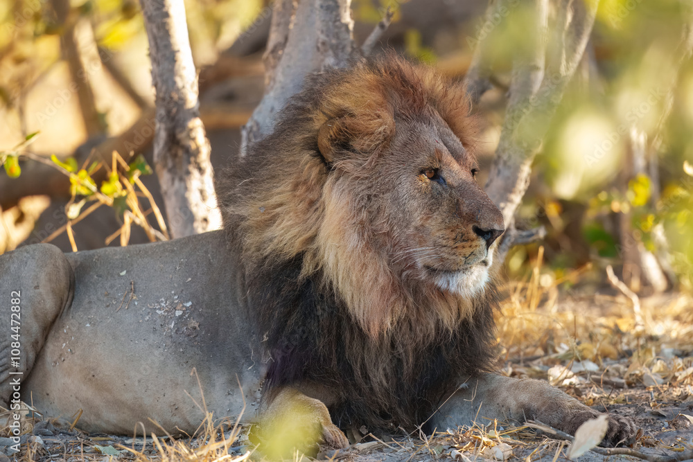 Portrait of a strong male African lion (Panthera leo), Moremi game ...