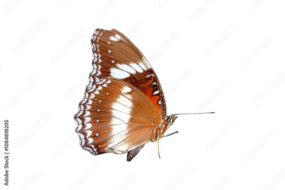 Butterfly With Beautiful Wing Motif Stock Photo | Adobe Stock