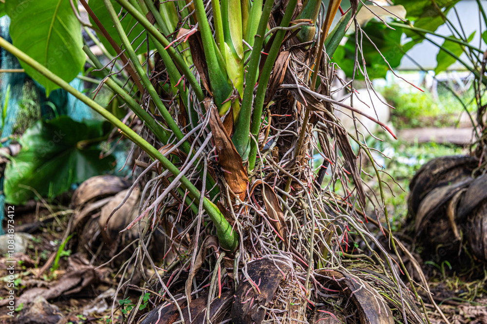 The stem of Anthurium Andraeanum with many roots emerging from the stem ...