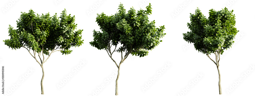 Three trees are shown in a row, all of which are green on transparent ...
