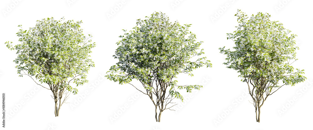 Three trees are shown in a row, all of which are green and leafy on ...